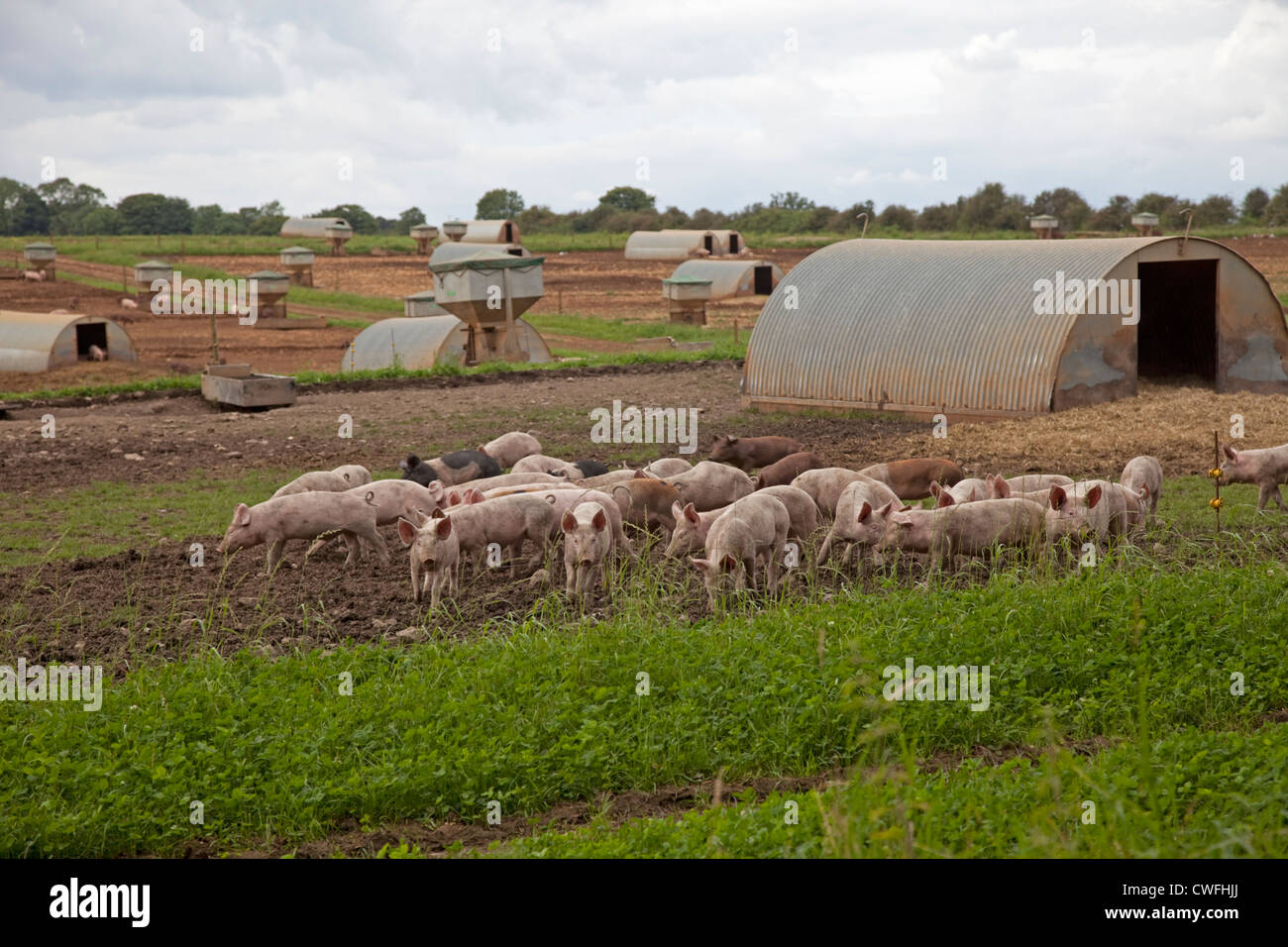 Free range pigs hi-res stock photography and images - Alamy