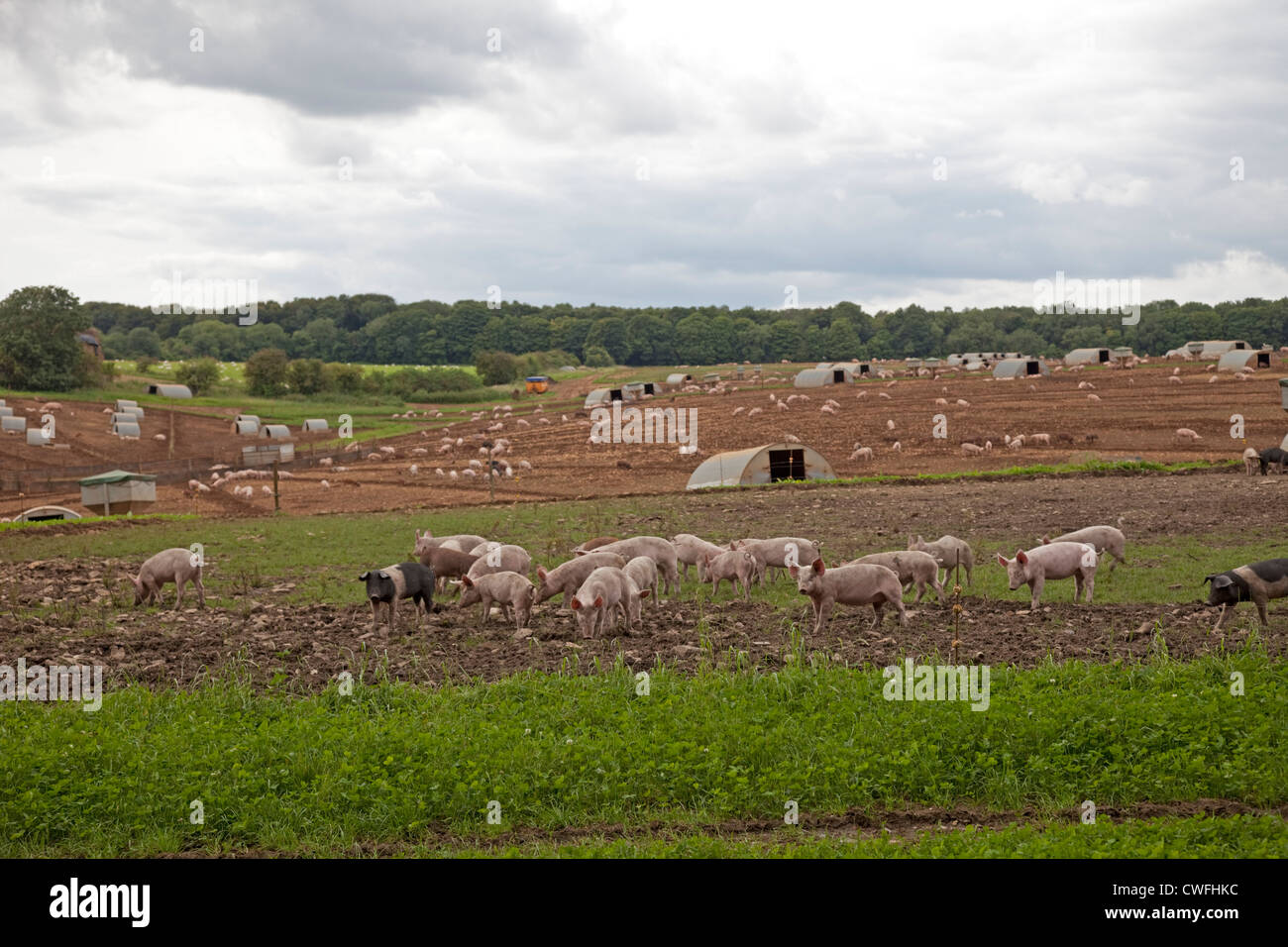 Free range pigs hi-res stock photography and images - Alamy