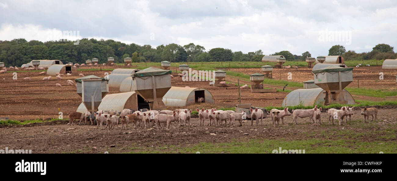 Free Range Pigs High Resolution Stock Photography and Images - Alamy