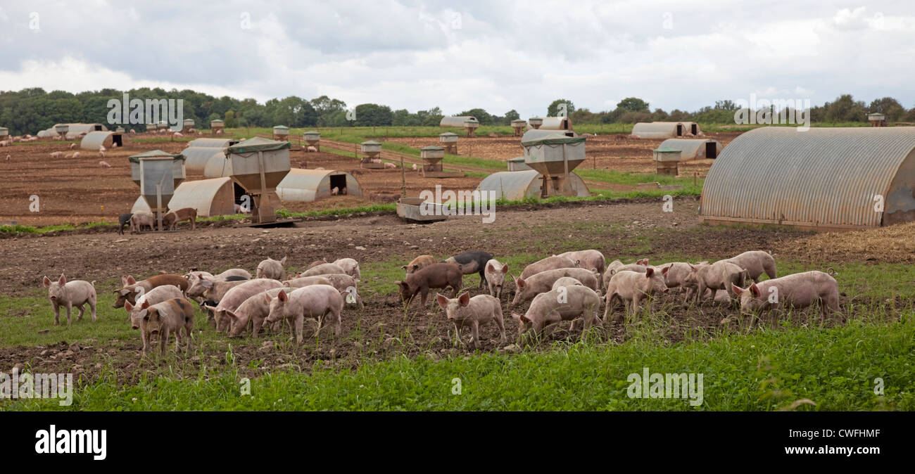 Free range pigs hi-res stock photography and images - Alamy
