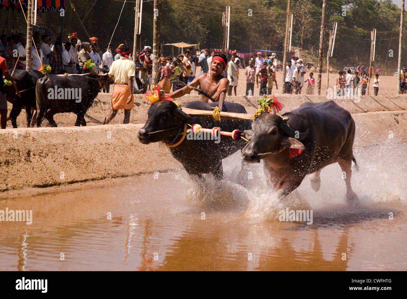 Kambala kambla traditional buffalo race hi-res stock photography and ...