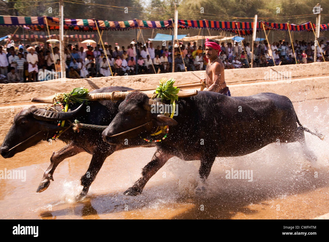 Kambala High Resolution Stock Photography and Images - Alamy