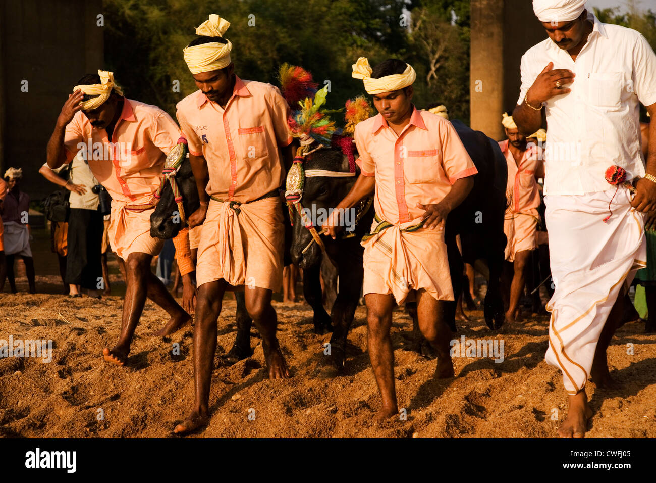 Indian Buffalo Buffaloes Men High Resolution Stock Photography and ...