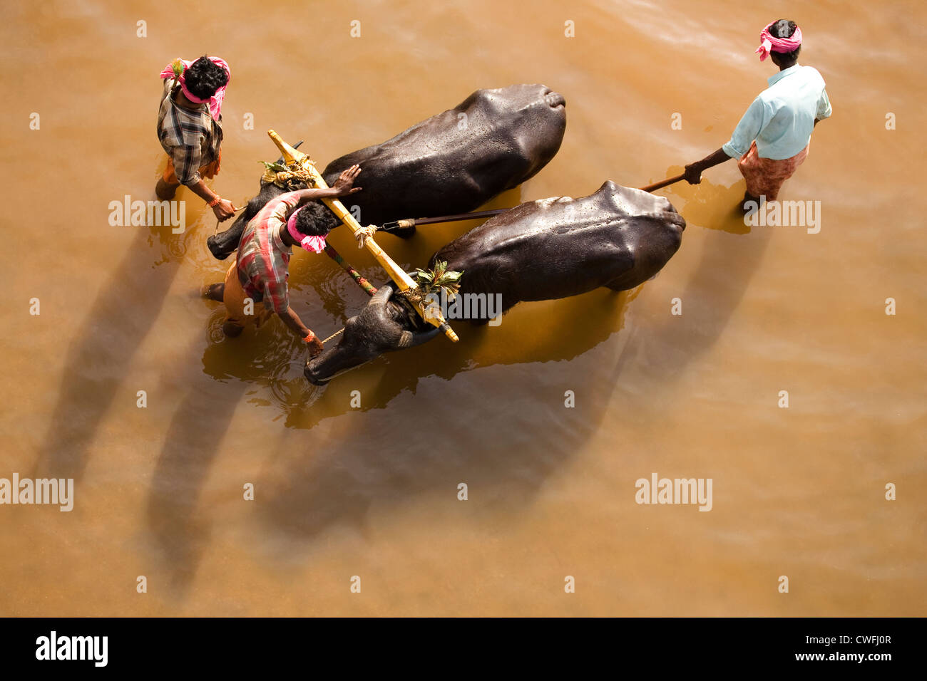 Man washing water buffalo hi-res stock photography and images - Alamy