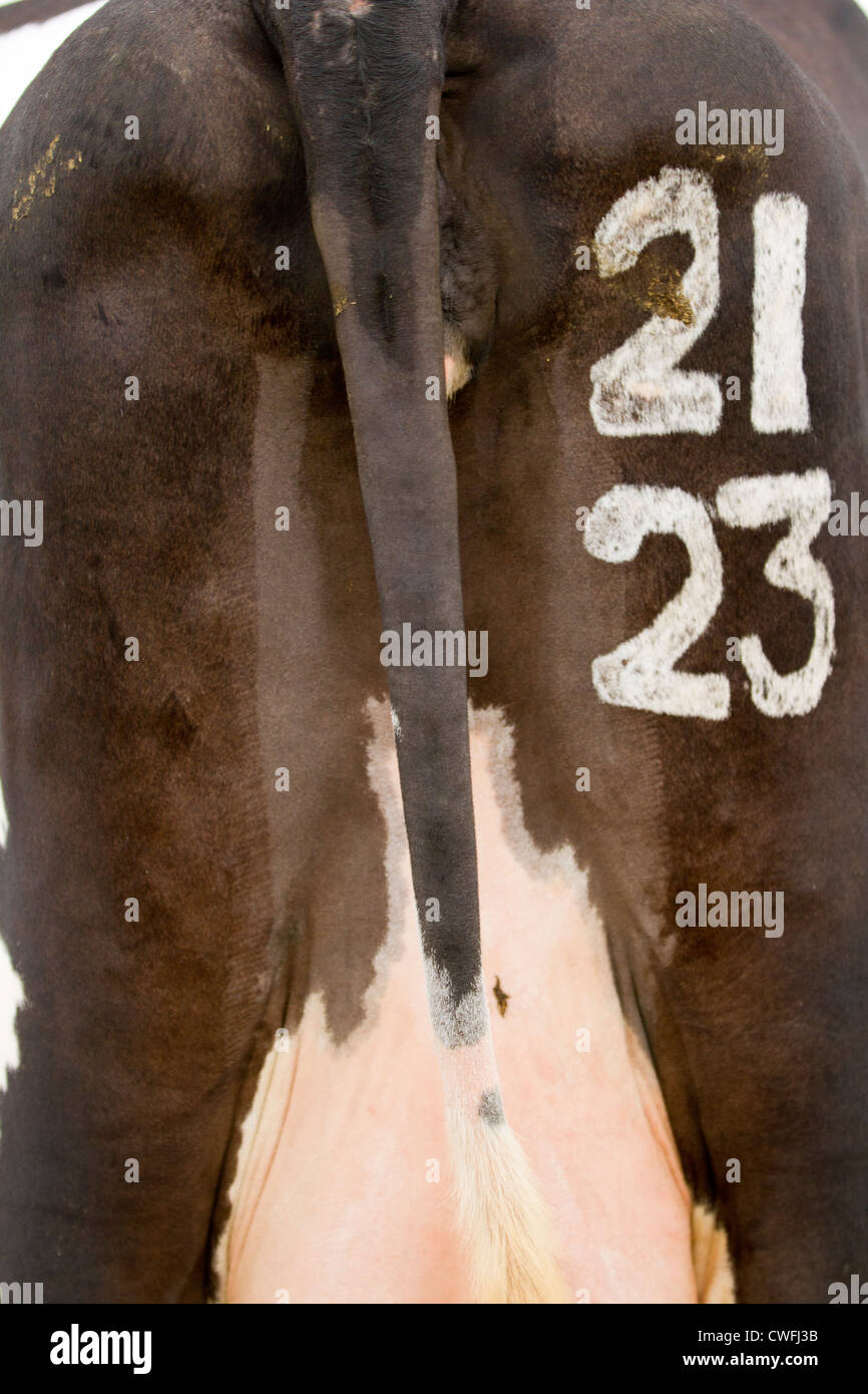 Cow bum hi-res stock photography and images - Alamy