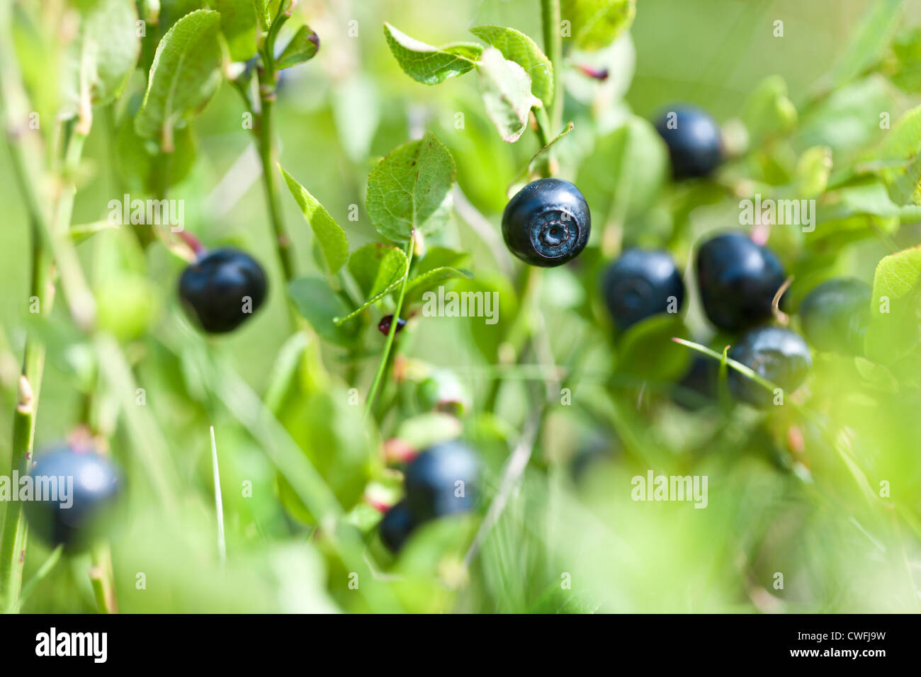Wild blueberries hi-res stock photography and images - Alamy