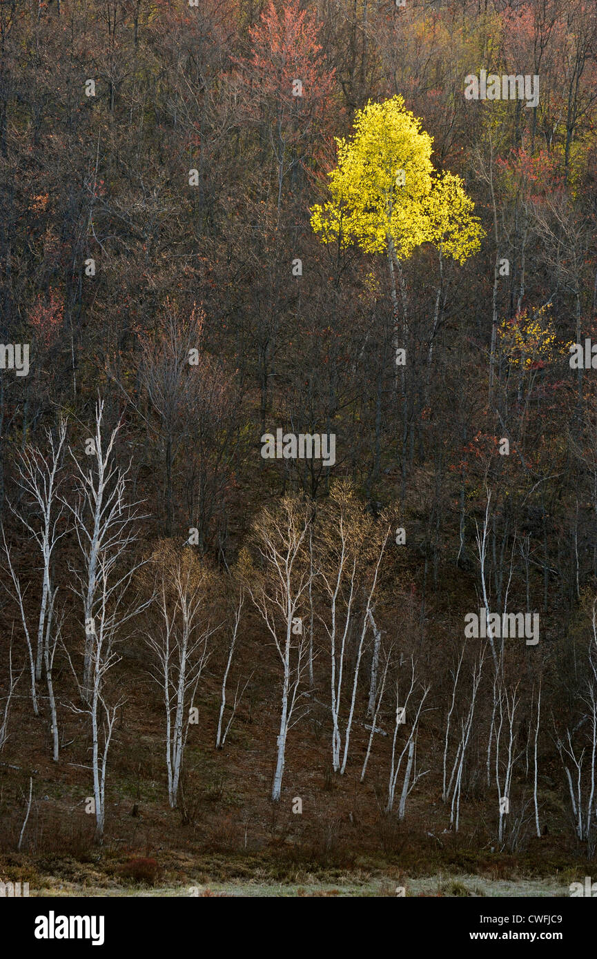 Hillside of birch trees in spring with emerging foliage in single aspen ...