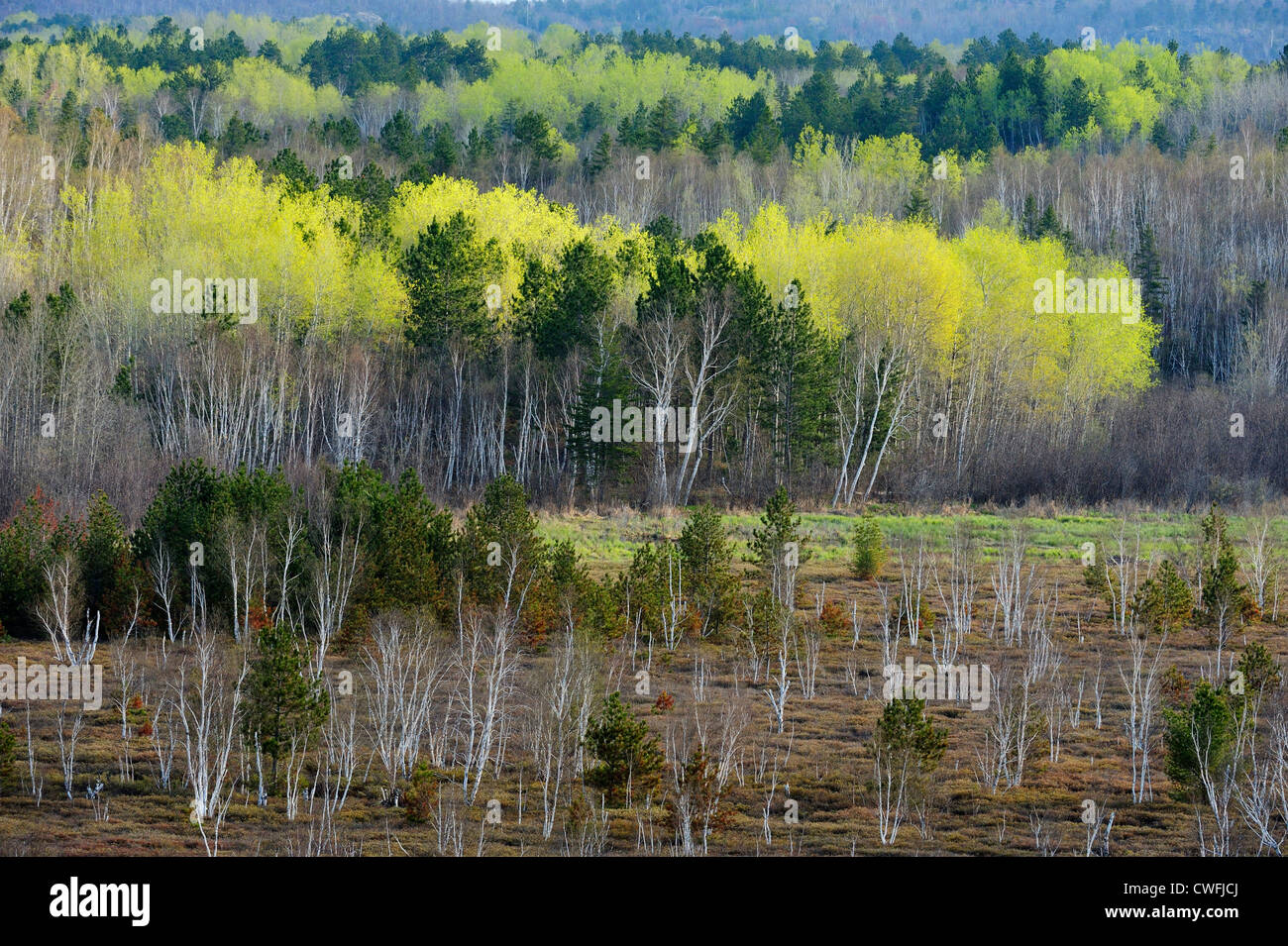 Emerging foliage in aspens with birch and pine trees in valley, Greater ...