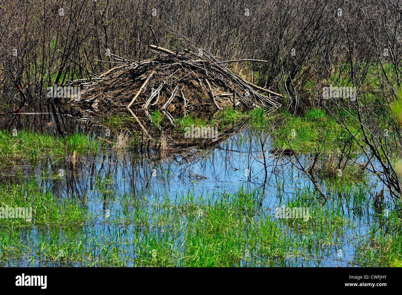 Beaver lodges hi-res stock photography and images - Alamy