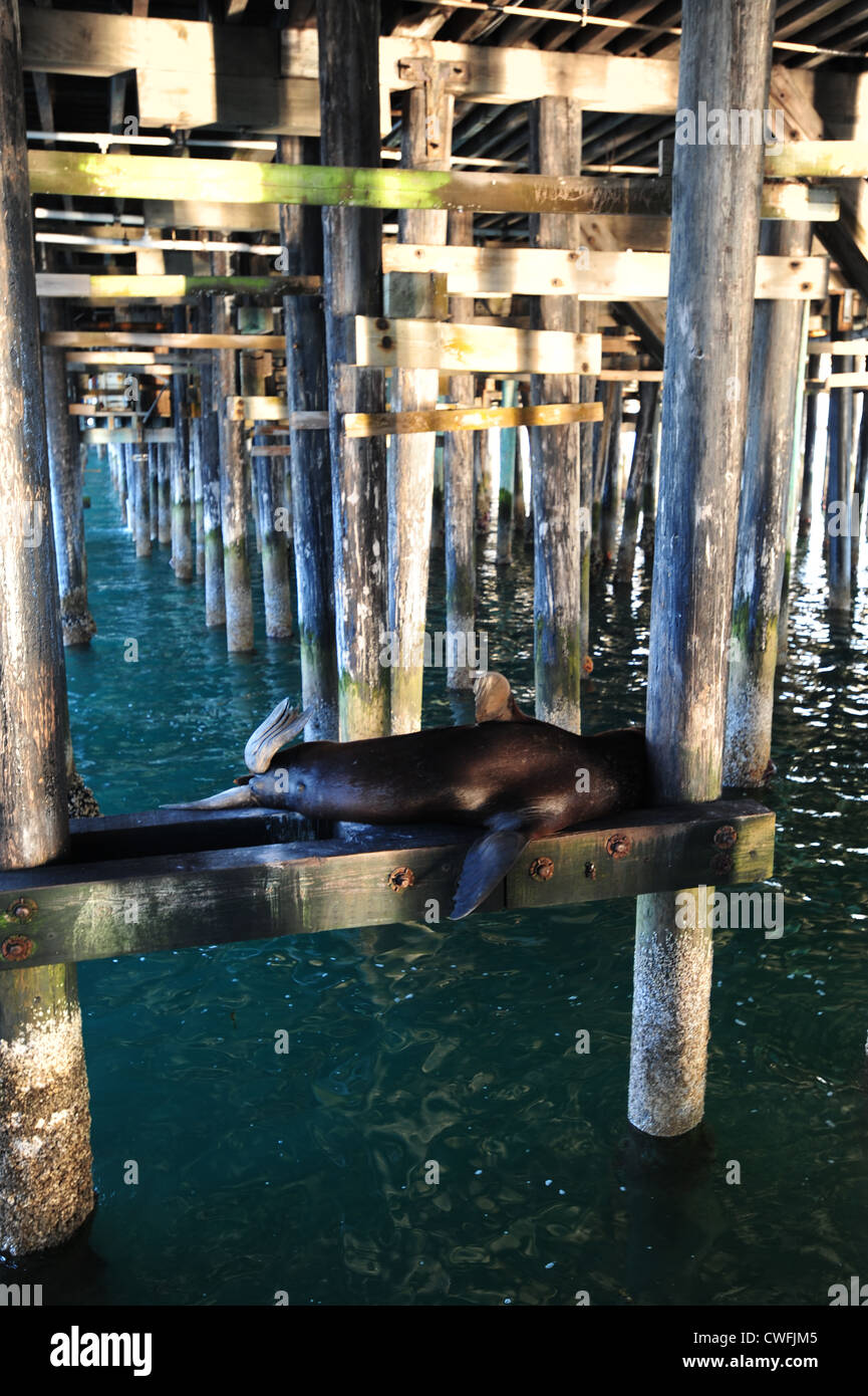 USA California CA Santa Cruz a harbor seal sleeps under a wooden pier ...