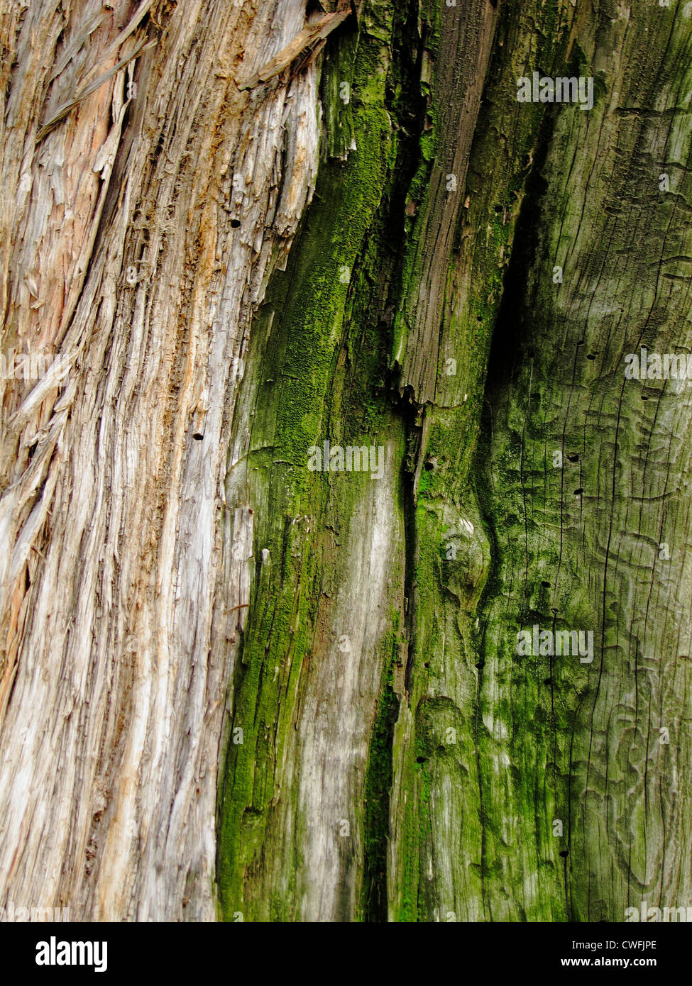 Softwood stump hi-res stock photography and images - Alamy