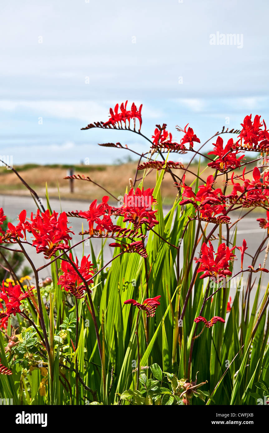 This red flower is a perennial bulb called Crocosmia Lucifer Montbretia ...