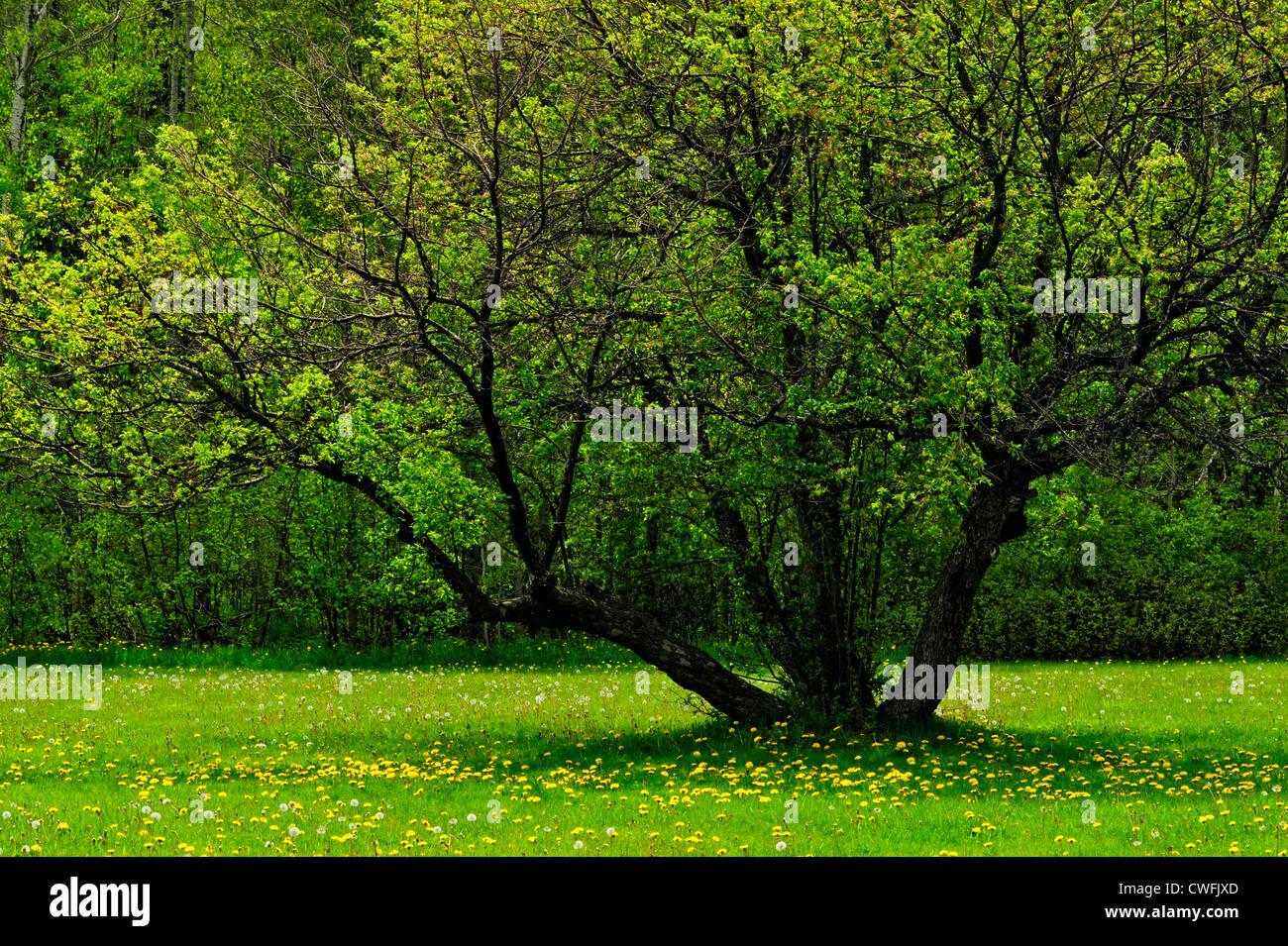 Fruit trees in roadside park, Highway 28, Michigan, USA Stock Photo - Alamy