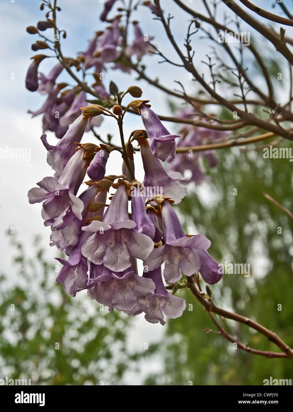 rare foxglove tree, Paulownia tomentosa is in full bloom with purple ...