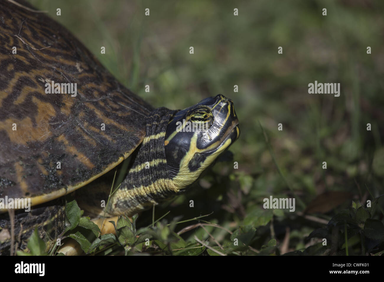 Turtle neck hi-res stock photography and images - Alamy