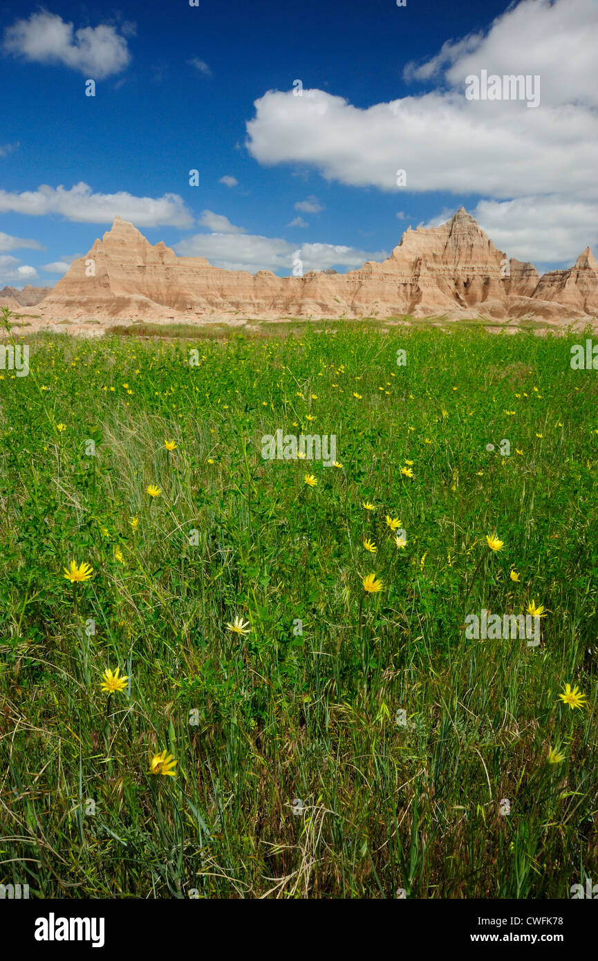 Pinnacles and spring flowers, Badlands National Park, South Dakota, USA ...