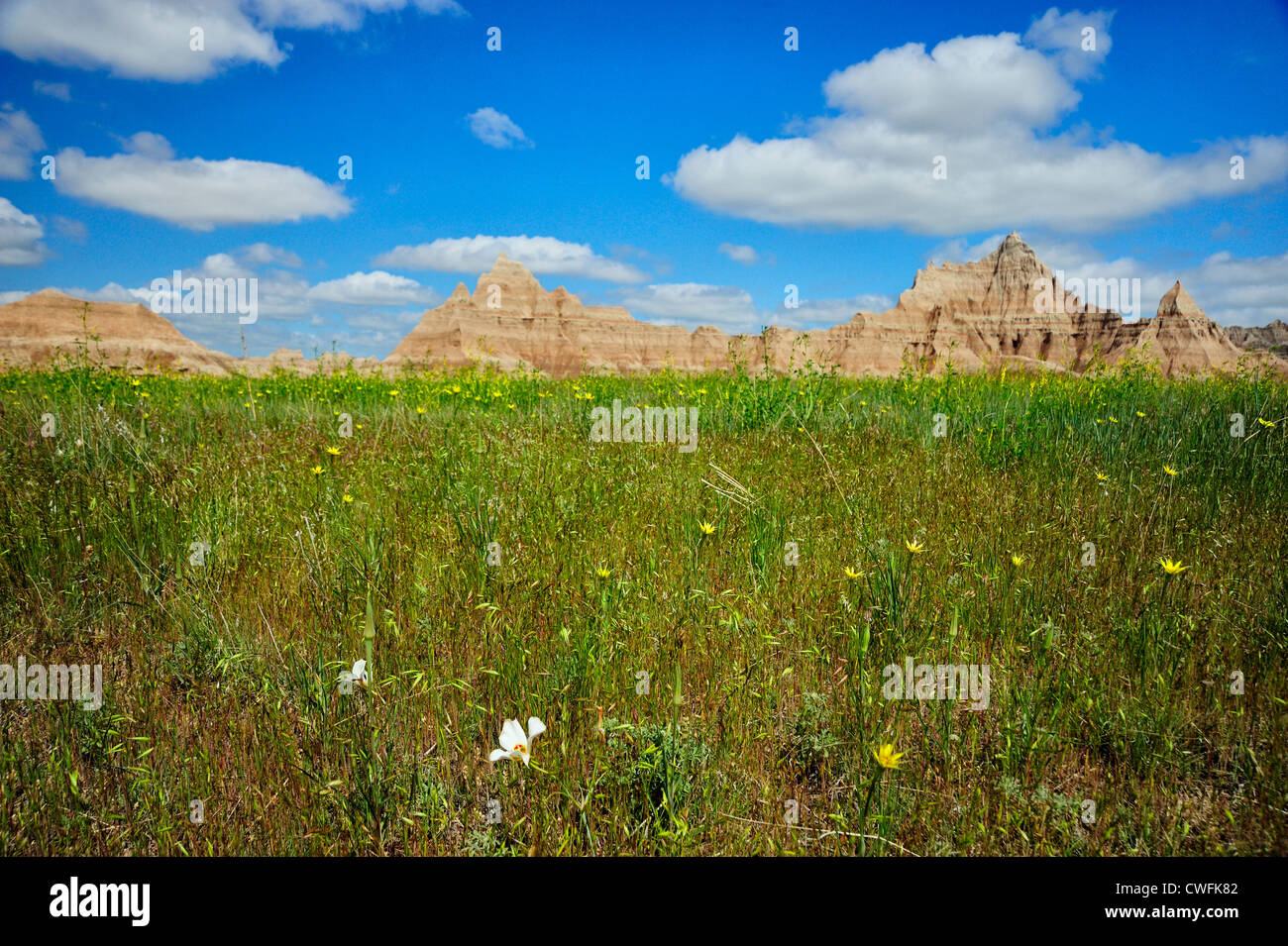 Pinnacles and spring flowers, Badlands National Park, South Dakota, USA ...