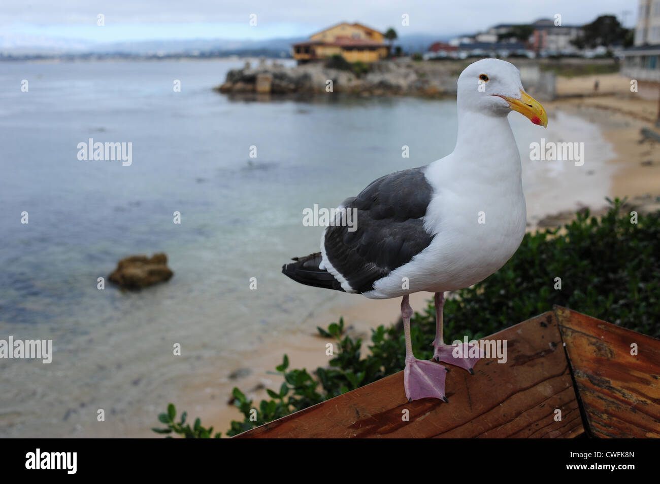 Birds at monterey bay hi-res stock photography and images - Alamy