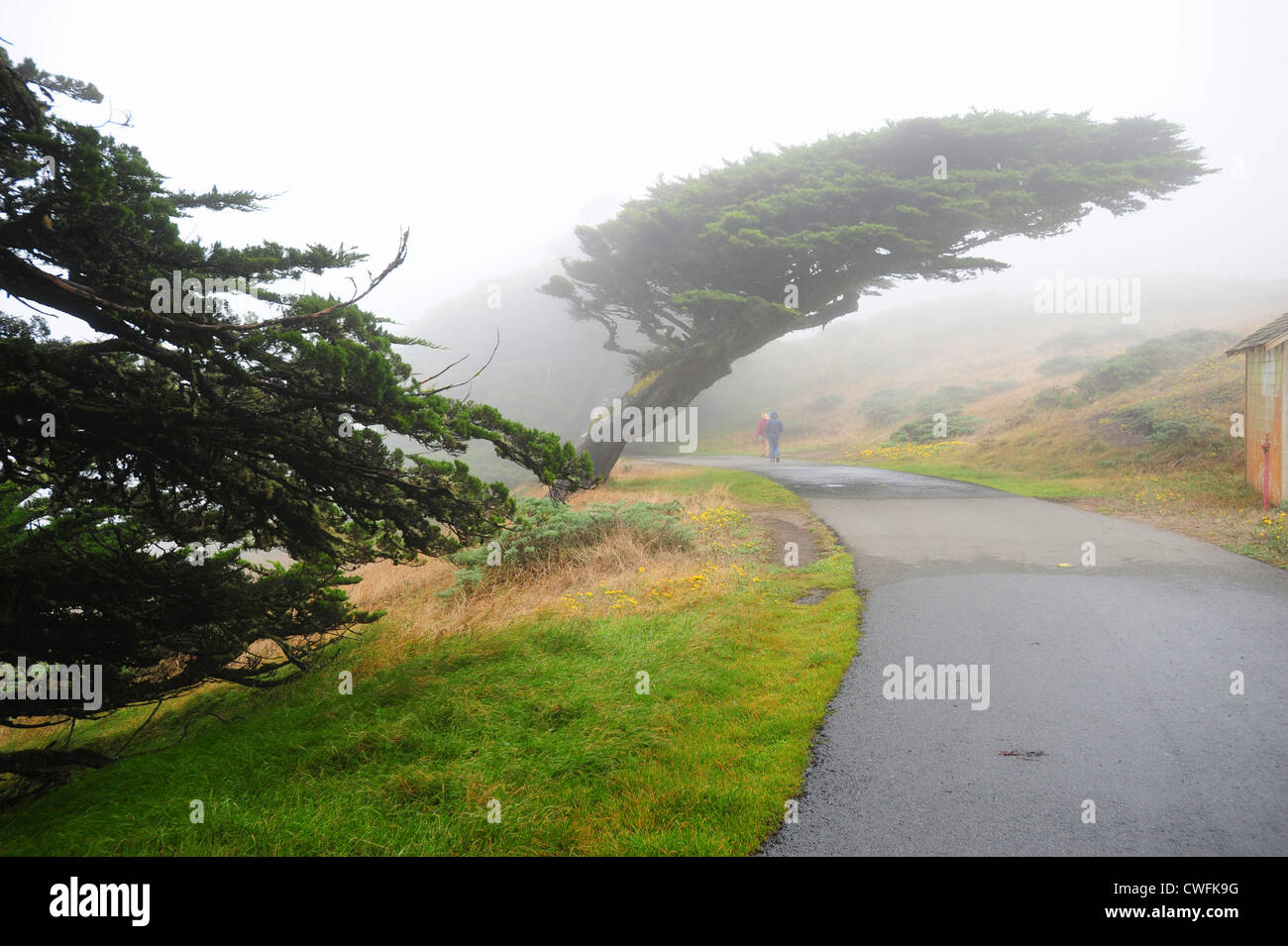 USA California CA Point Reyes National Seashore - wind blown cypress tree in fog Stock Photo - Alamy