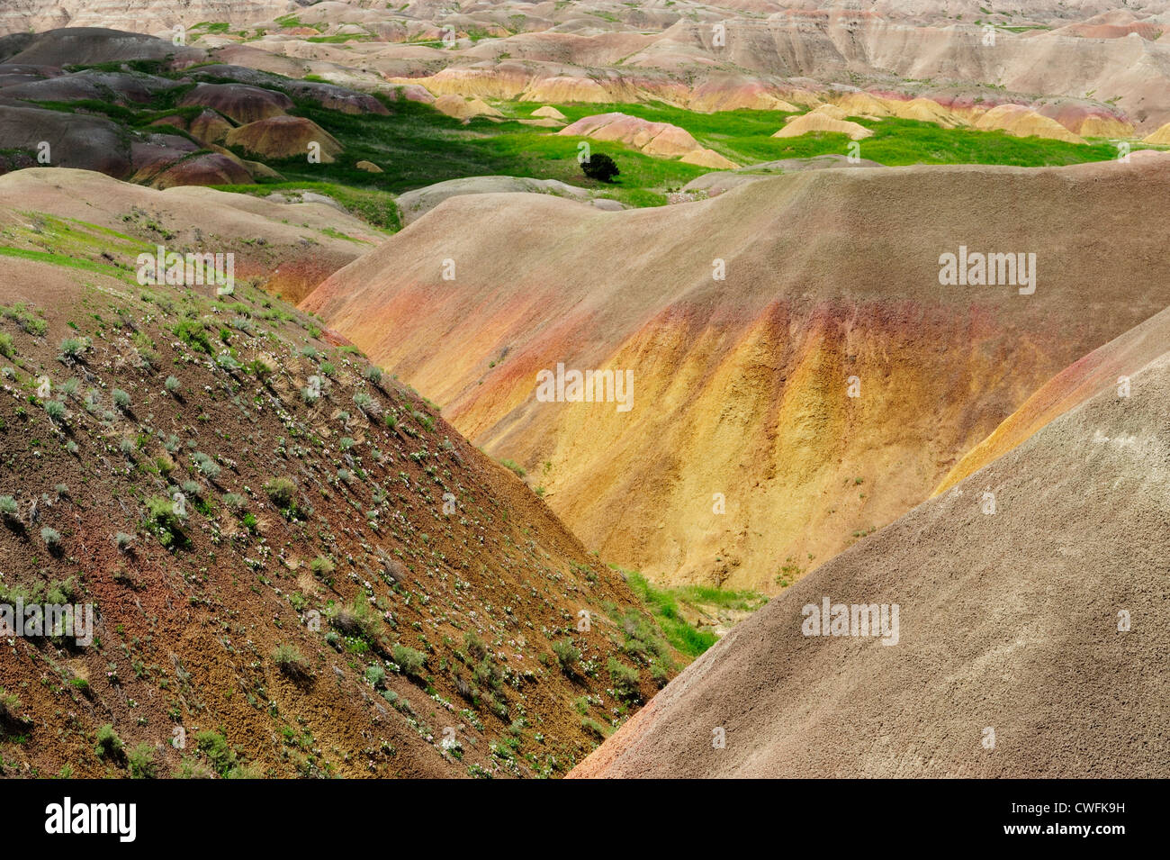 Conata basin mounds with evening primroses, Badlands National Park ...
