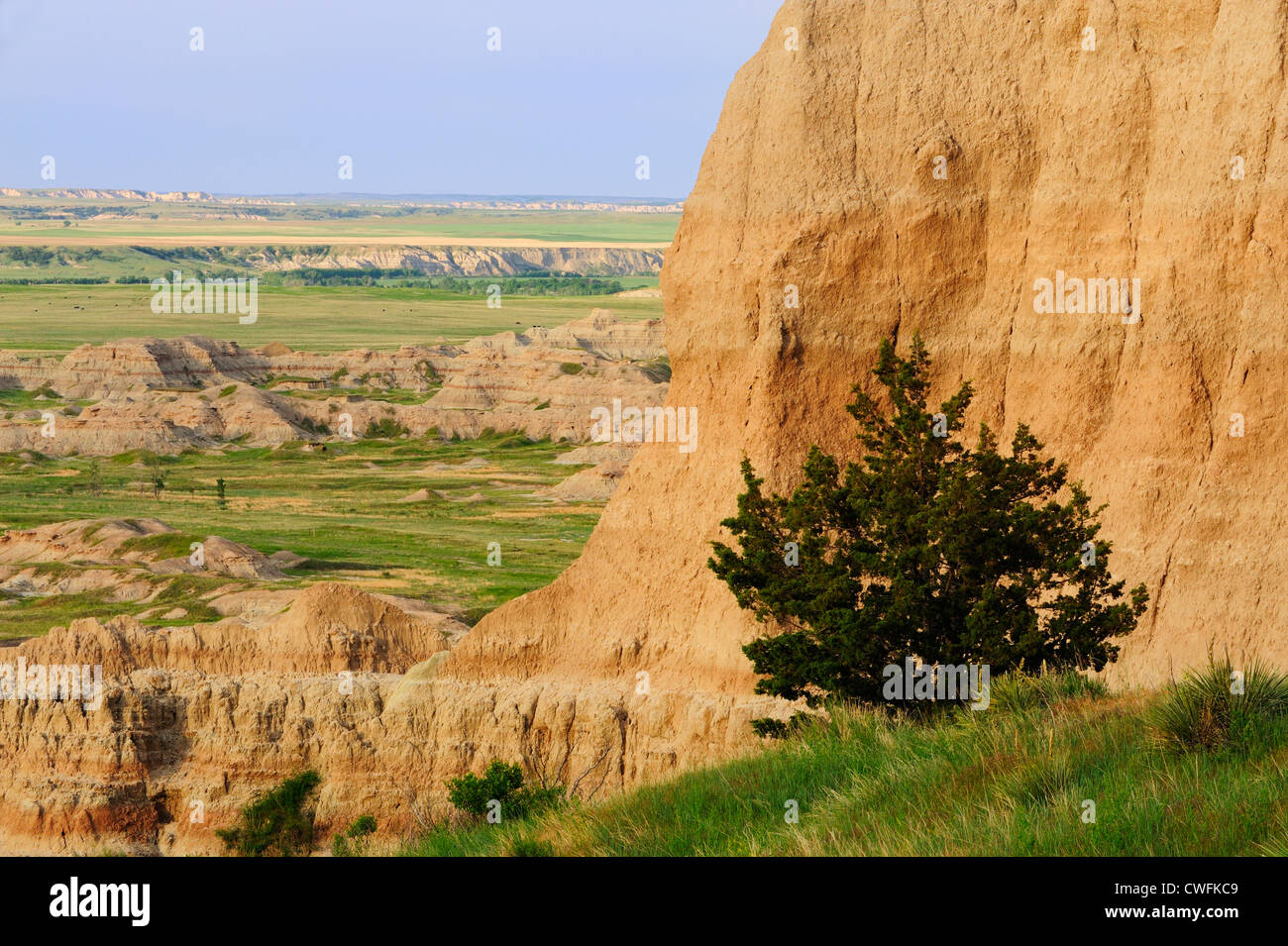 Juniper tree and sandstone cliff, Badlands National Park, South Dakota ...