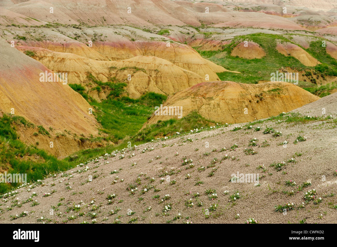 Eroded paleosols in the Conata basin, Badlands National Park, South ...