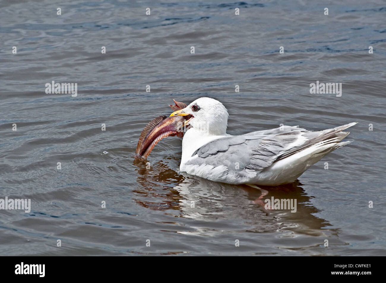 Freshwater Fish Eating Birds