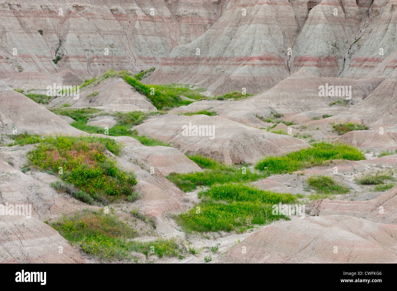 Eroded mudstones displaying sediment layers with plant community ...