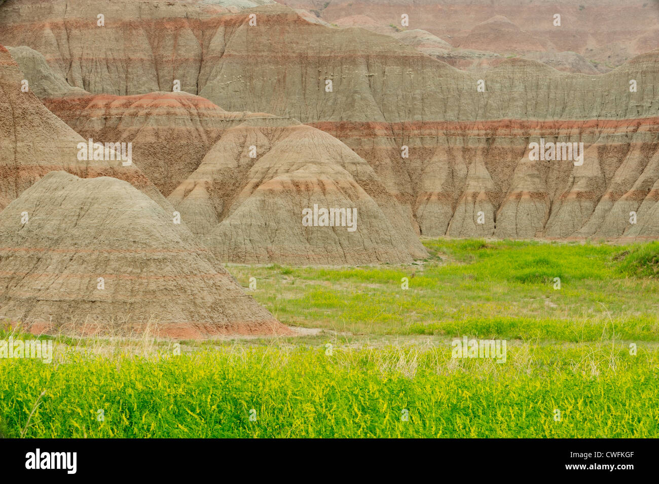 Eroded mudstones displaying sediment layers with plant community ...