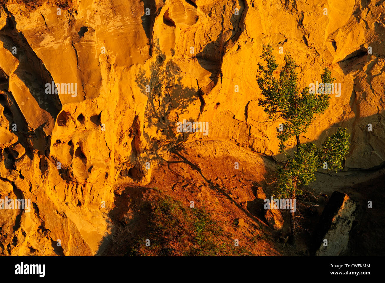 Eroded sandstones of Wind Canyon with cottonwood tree and spring ...