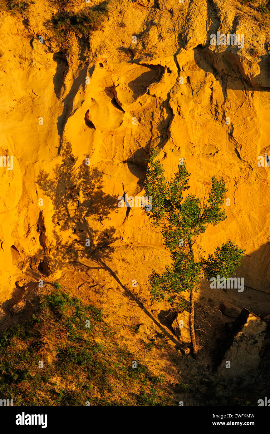 Eroded sandstones of Wind Canyon with cottonwood tree and spring ...