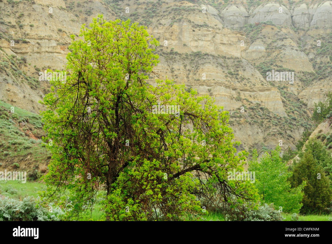 Green ash trees with spring foliage, Theodore Roosevelt NP (South Unit ...