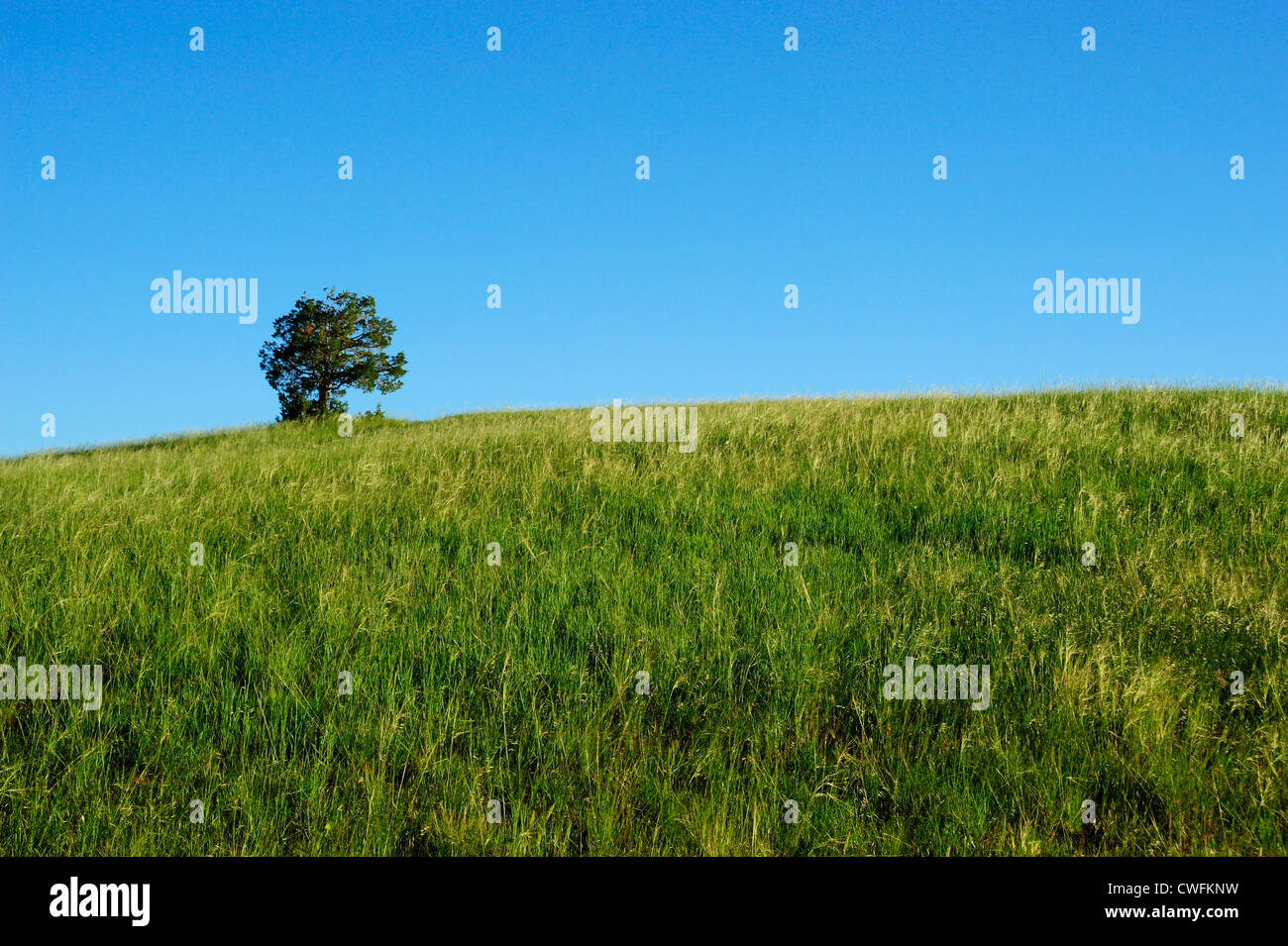 Prairie grasses and lone juniper, Theodore Roosevelt NP (South Unit ...