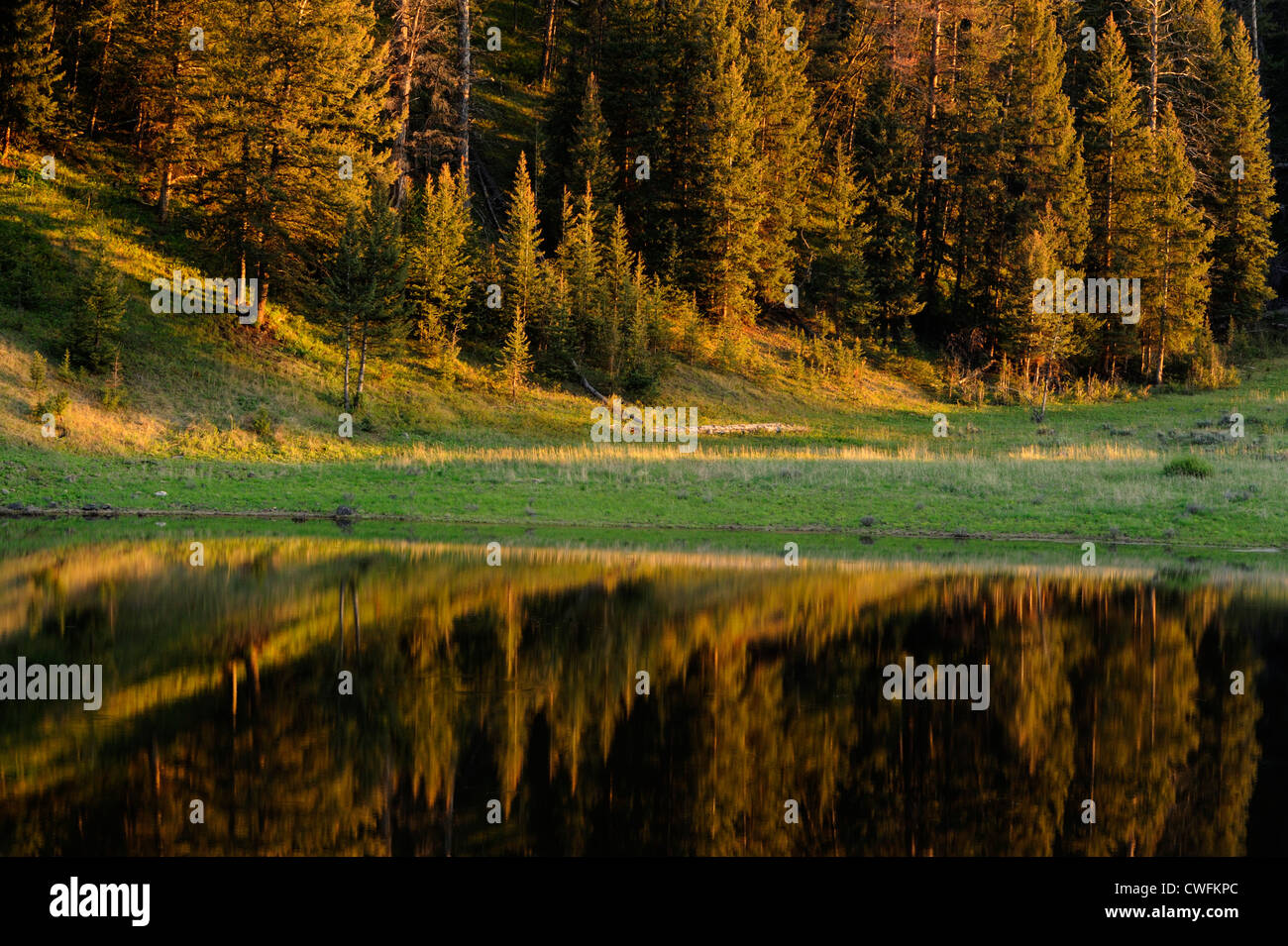Tree reflections in Phantom Lake at sunset, Yellowstone National Park ...