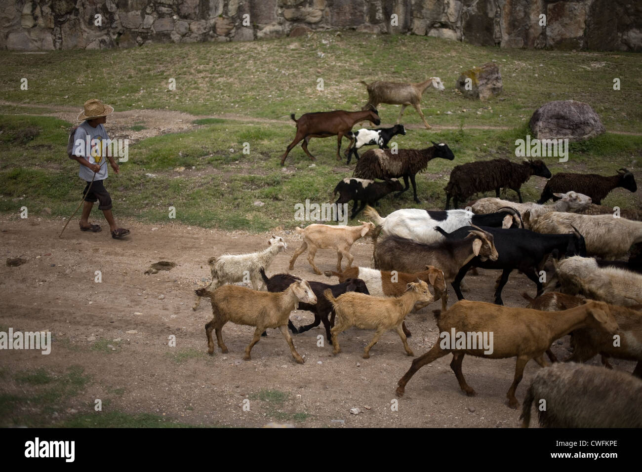 A boy guides goats in Oaxaca state, Mexico Stock Photo - Alamy