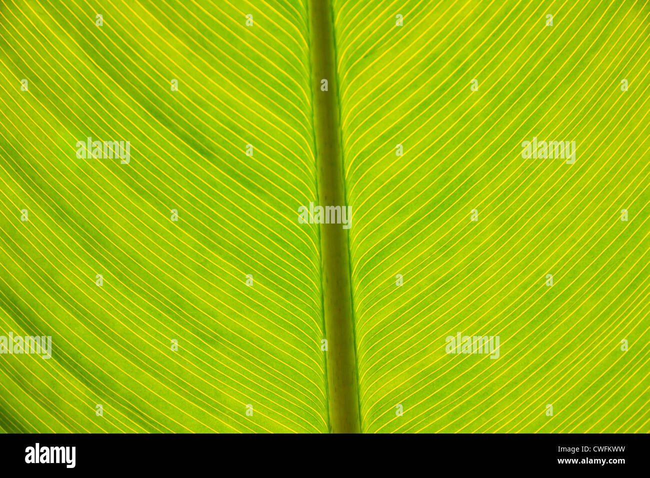 Closeup of a green large leaf Stock Photo - Alamy