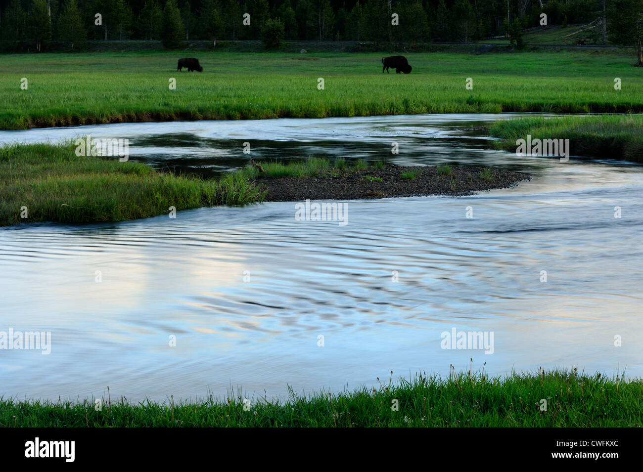 Gibbon River with grazing bison, Yellowstone National Park, Wyoming ...