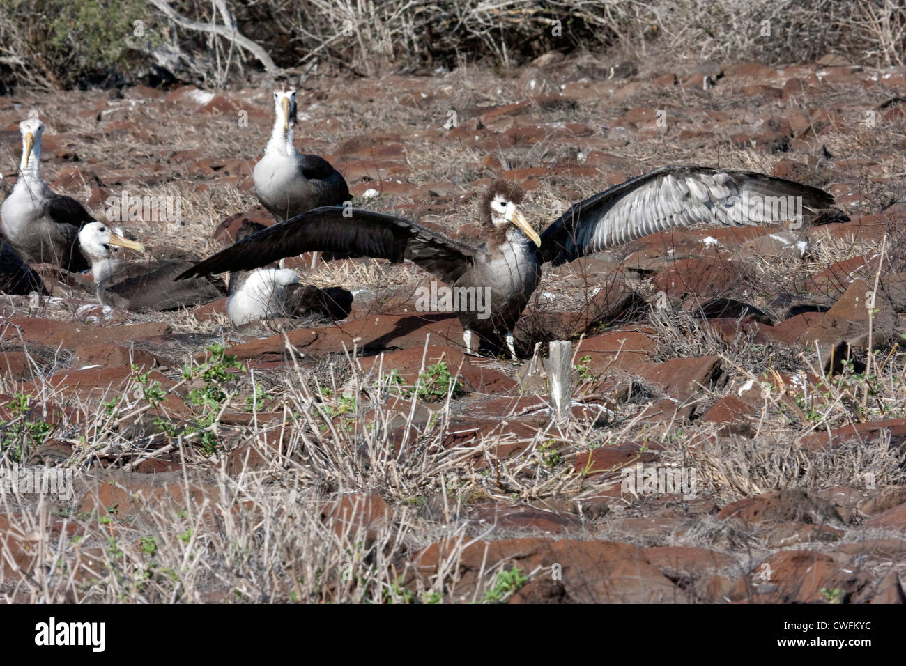 Young albatross learning to fly on the galapagos island Stock Photo - Alamy