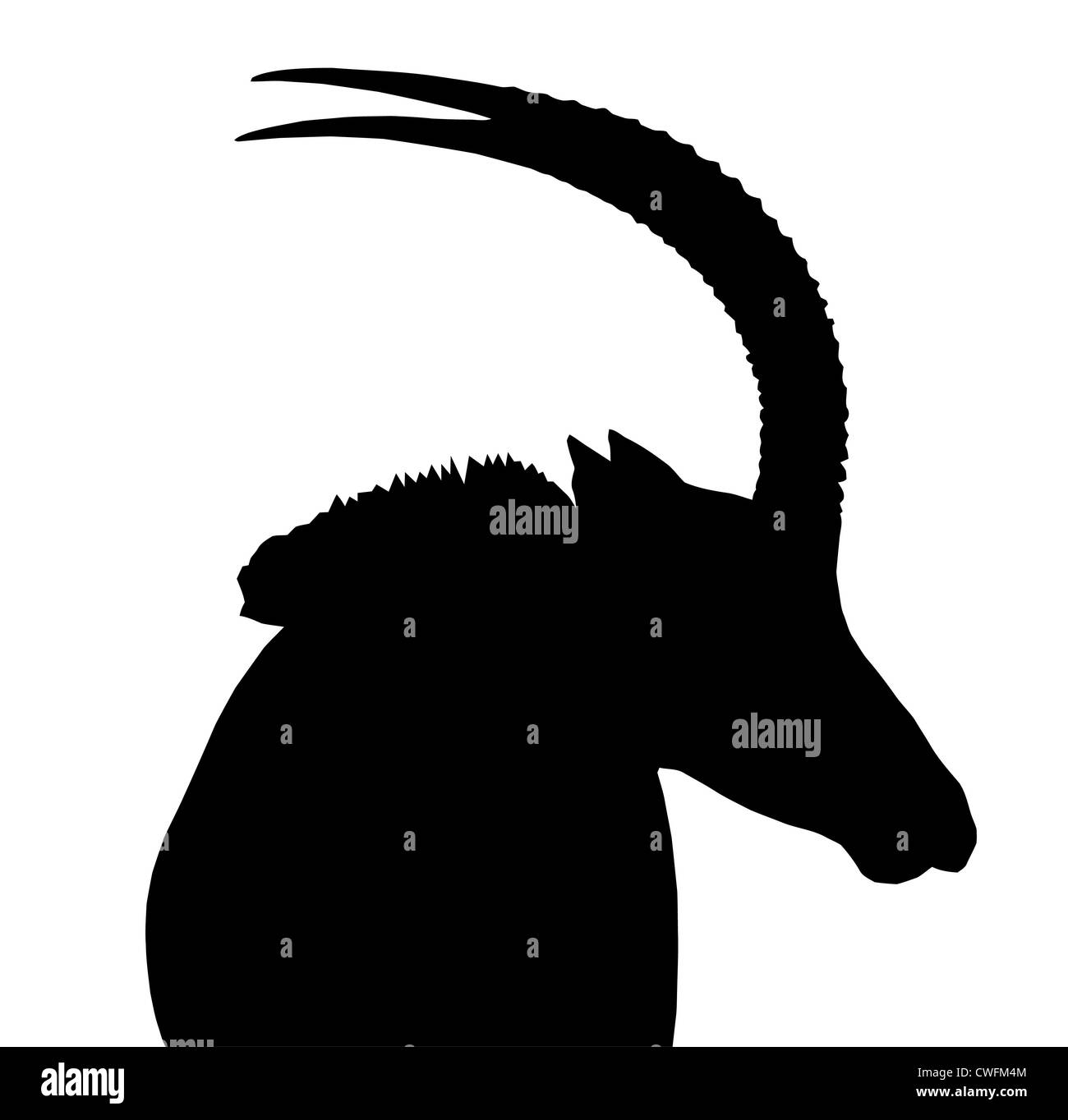 Large Sable Bull Portrait Picture Looking Sideways Isolated Silhouette ...