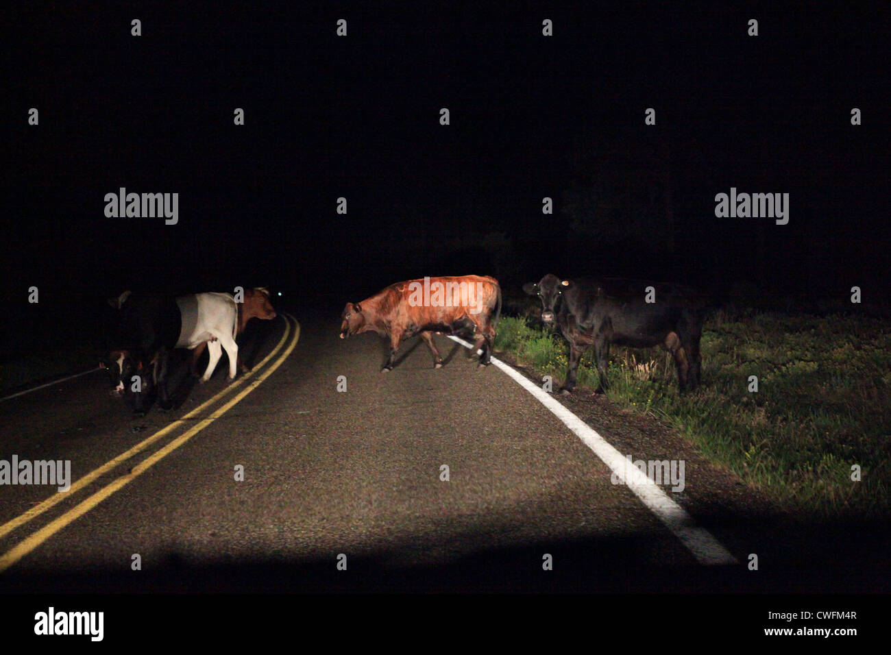 Cows Crossing Road High Resolution Stock Photography and Images - Alamy