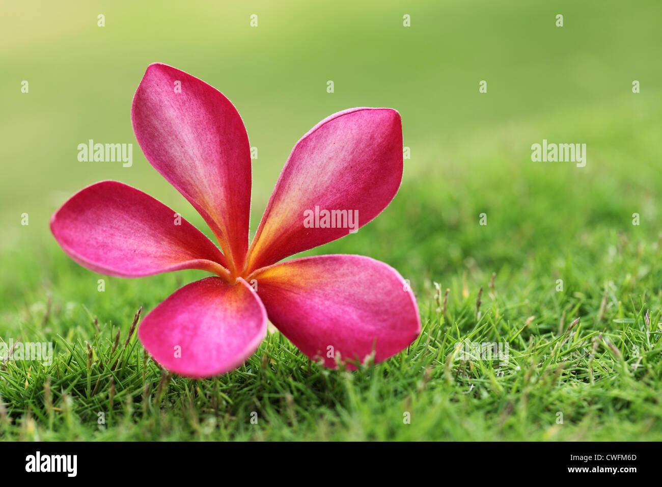 Beautiful pink plumeria on grass for backgrounds Stock Photo - Alamy