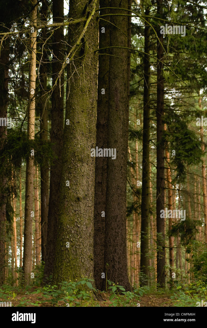 Softwood softwoods hi-res stock photography and images - Alamy