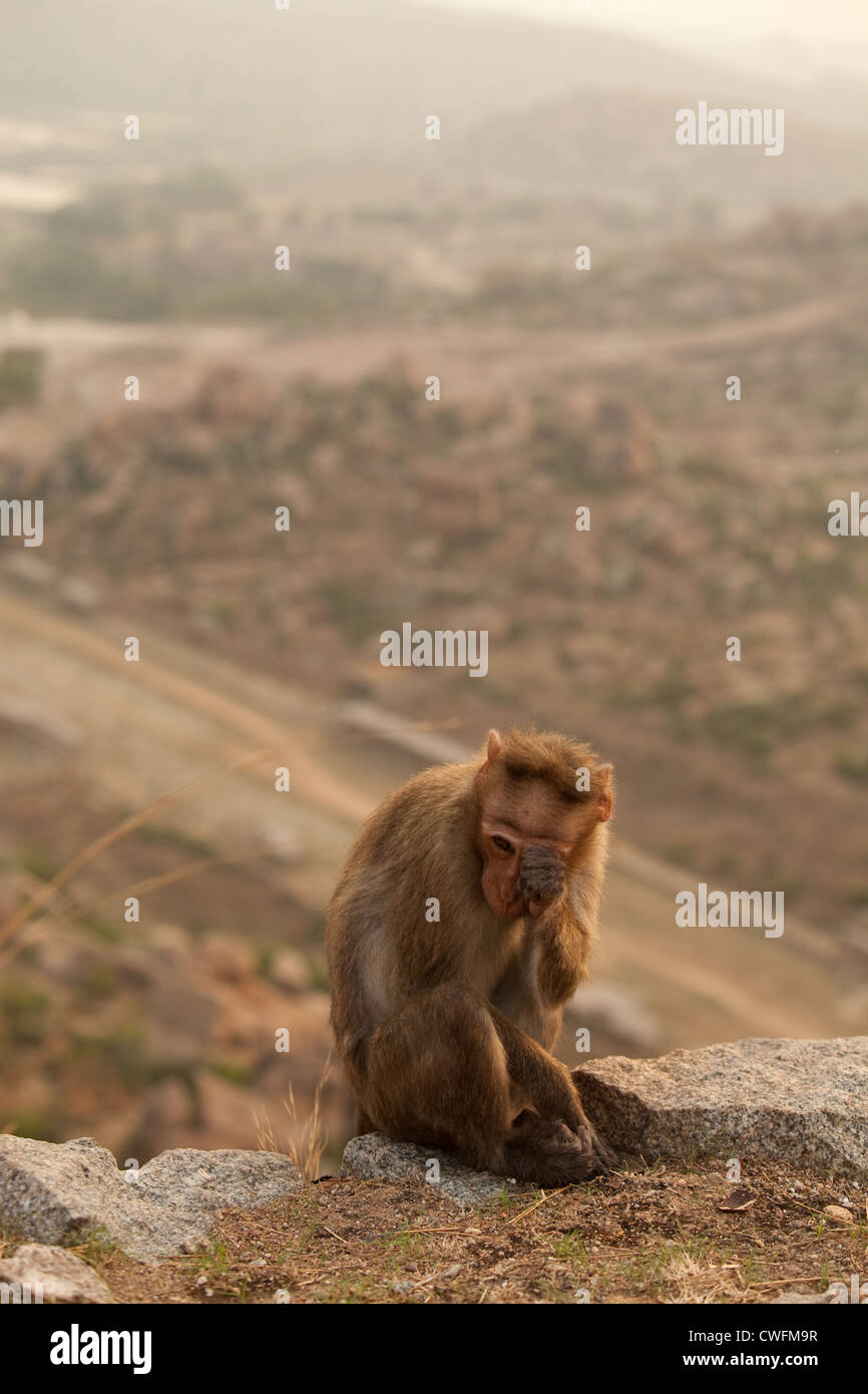 Bonnet macaque monkey watching sunrise over the ruins of Hampi ...