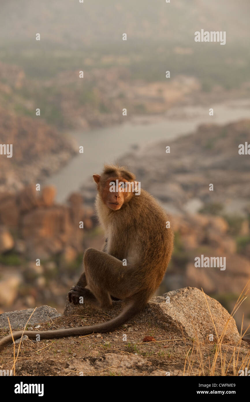 Bonnet macaque monkey hi-res stock photography and images - Alamy
