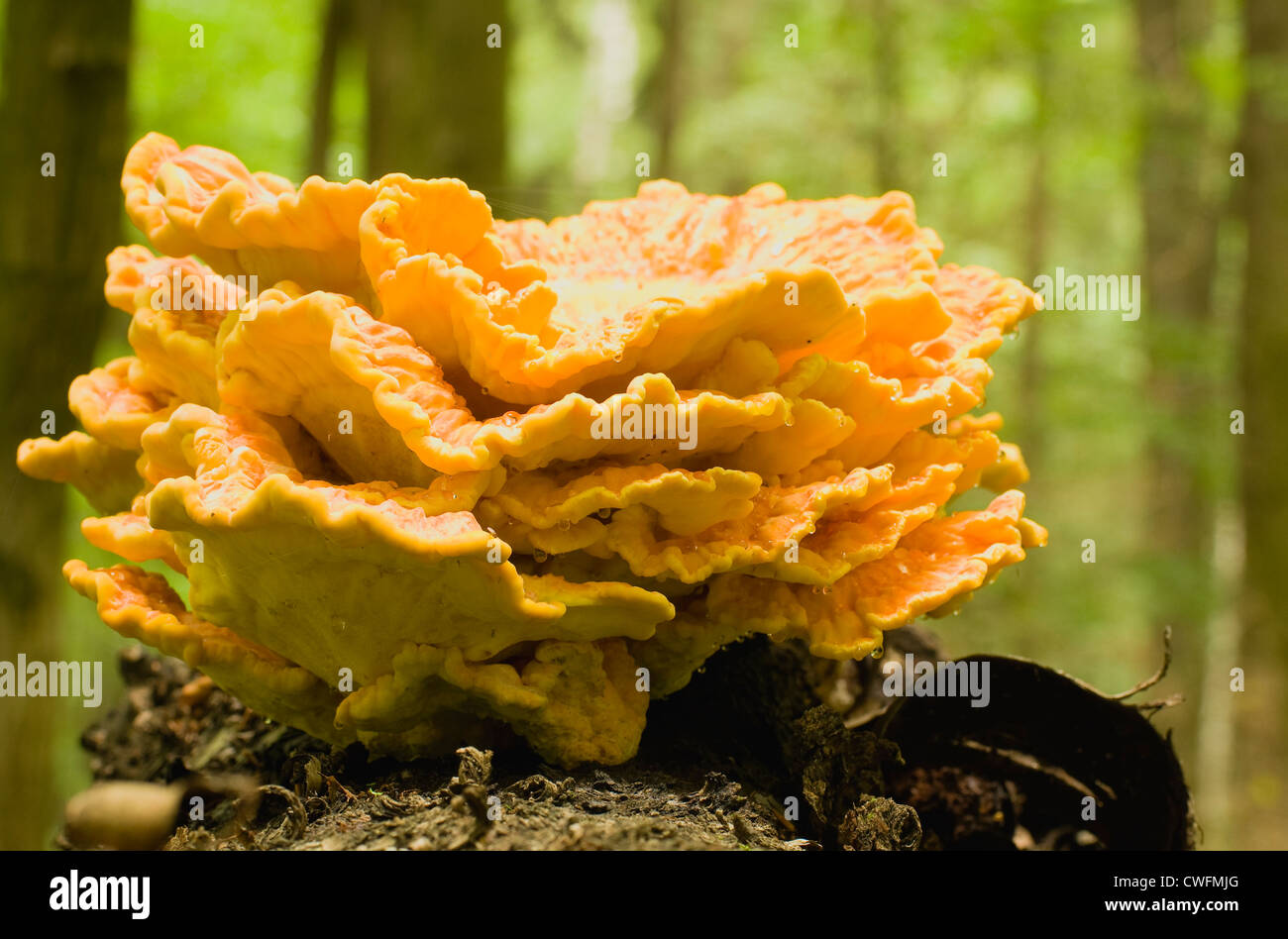 Meripilus giganteus hi-res stock photography and images - Alamy