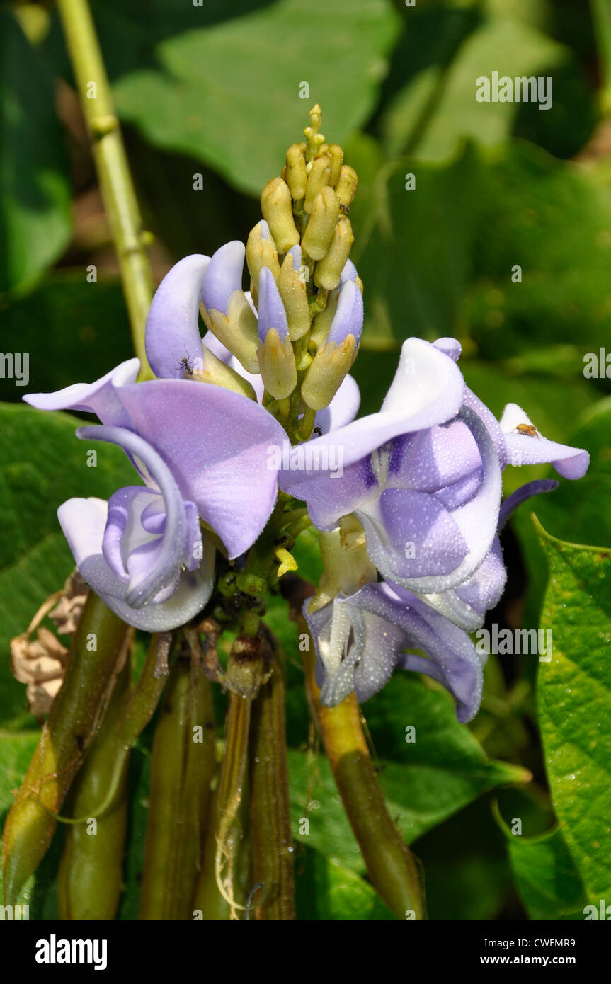 Kudzu (Pueraria thunbergiana Stock Photo - Alamy