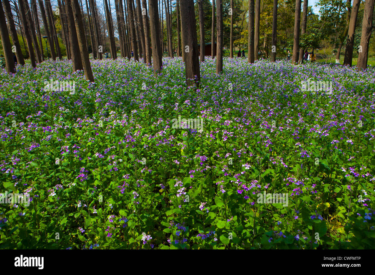 flower field with tree Stock Photo - Alamy