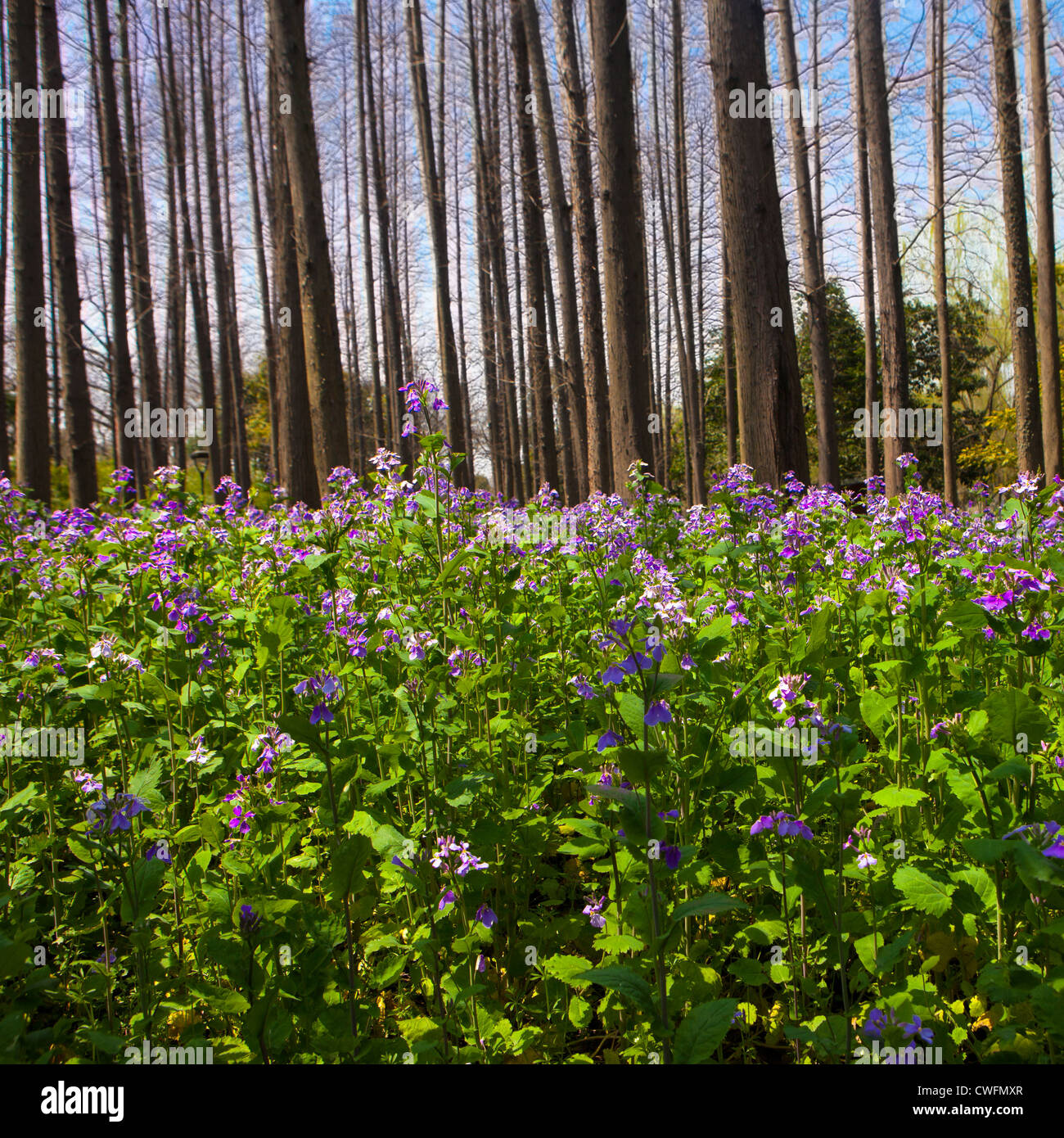 flower field with tree Stock Photo - Alamy
