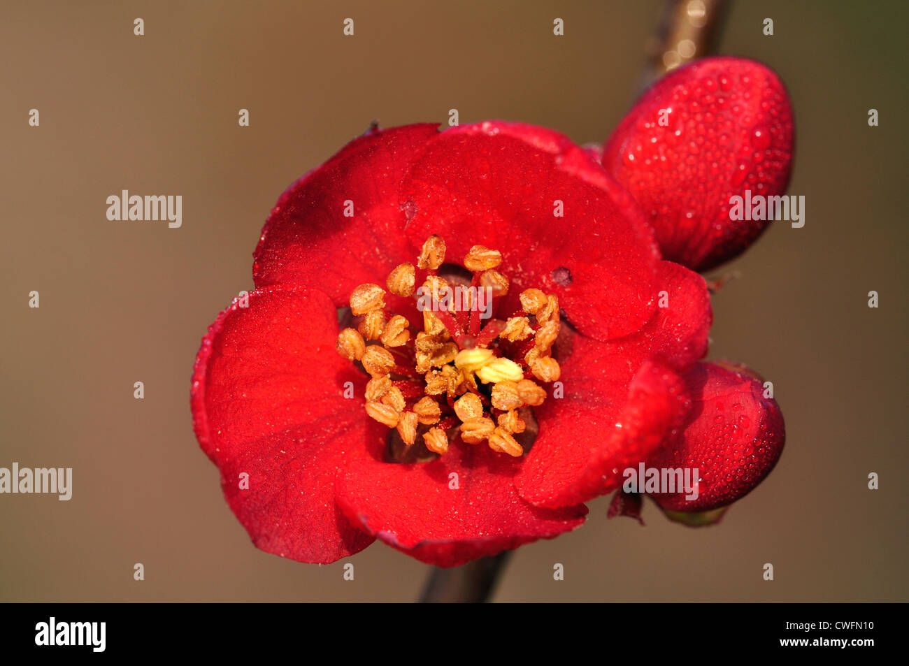 A bright red japonica flower UK Stock Photo - Alamy