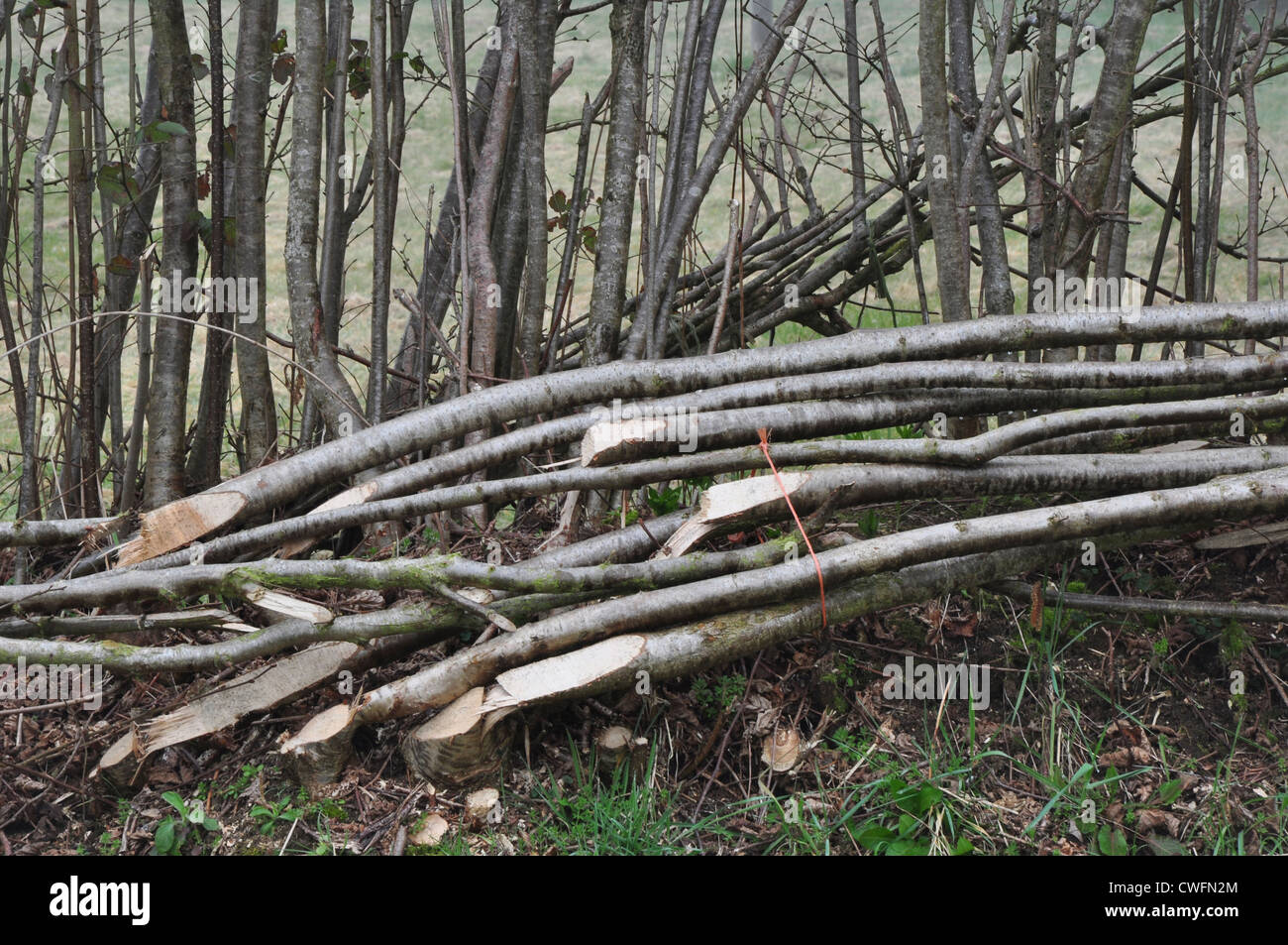 Hedge laying hi-res stock photography and images - Alamy